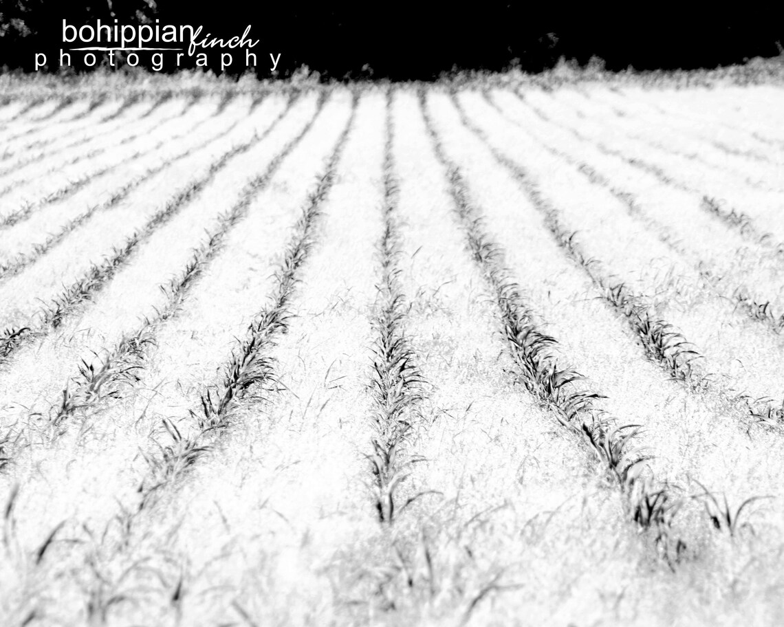 Black & White Young Corn Crop in a Rural Field Photography Print ...
