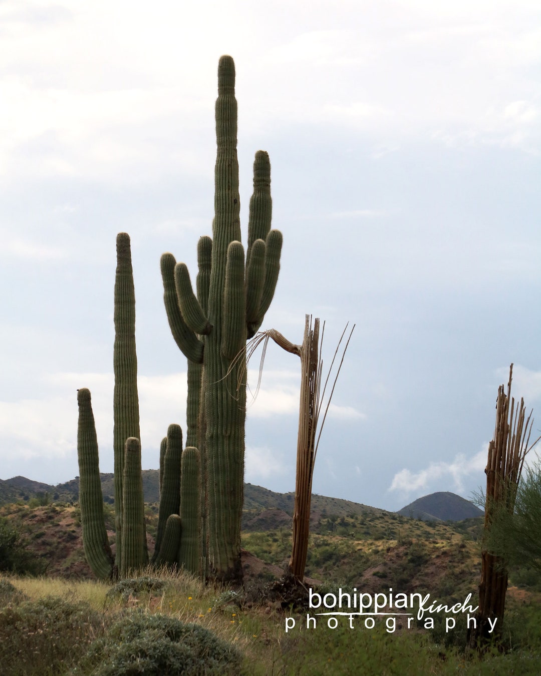 Digital Download Group of Saguaro Cactus on Top of a Hill Color ...
