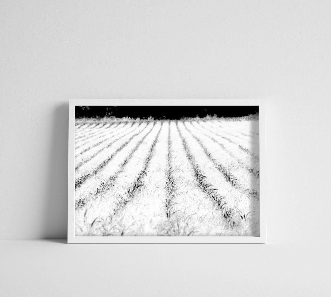 Black & White Young Corn Crop in a Rural Field Photography Print ...