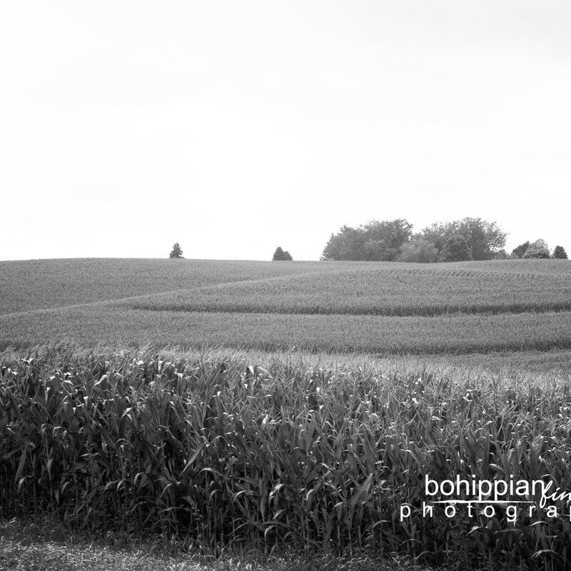 Cornfield - Etsy