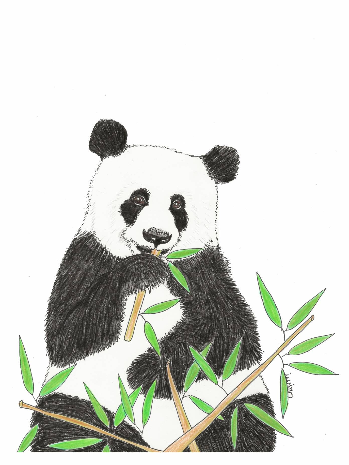How To Draw A Realistic Panda Bear