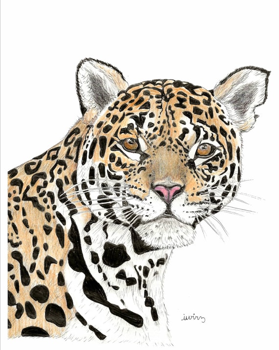 Jaguar Animal Art Print Black Pen and Pencil Crayons 5x7 or - Etsy
