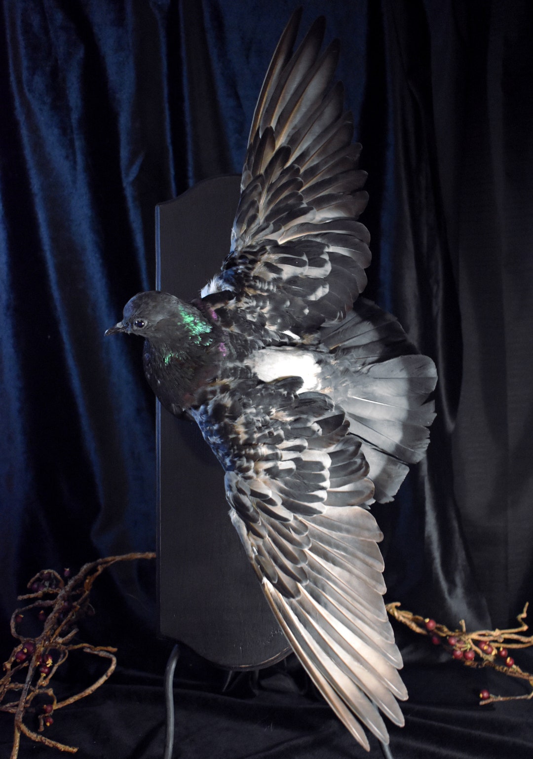 Gray Pigeon W/ Violet Eyes and Distressed Black Wood Display ...