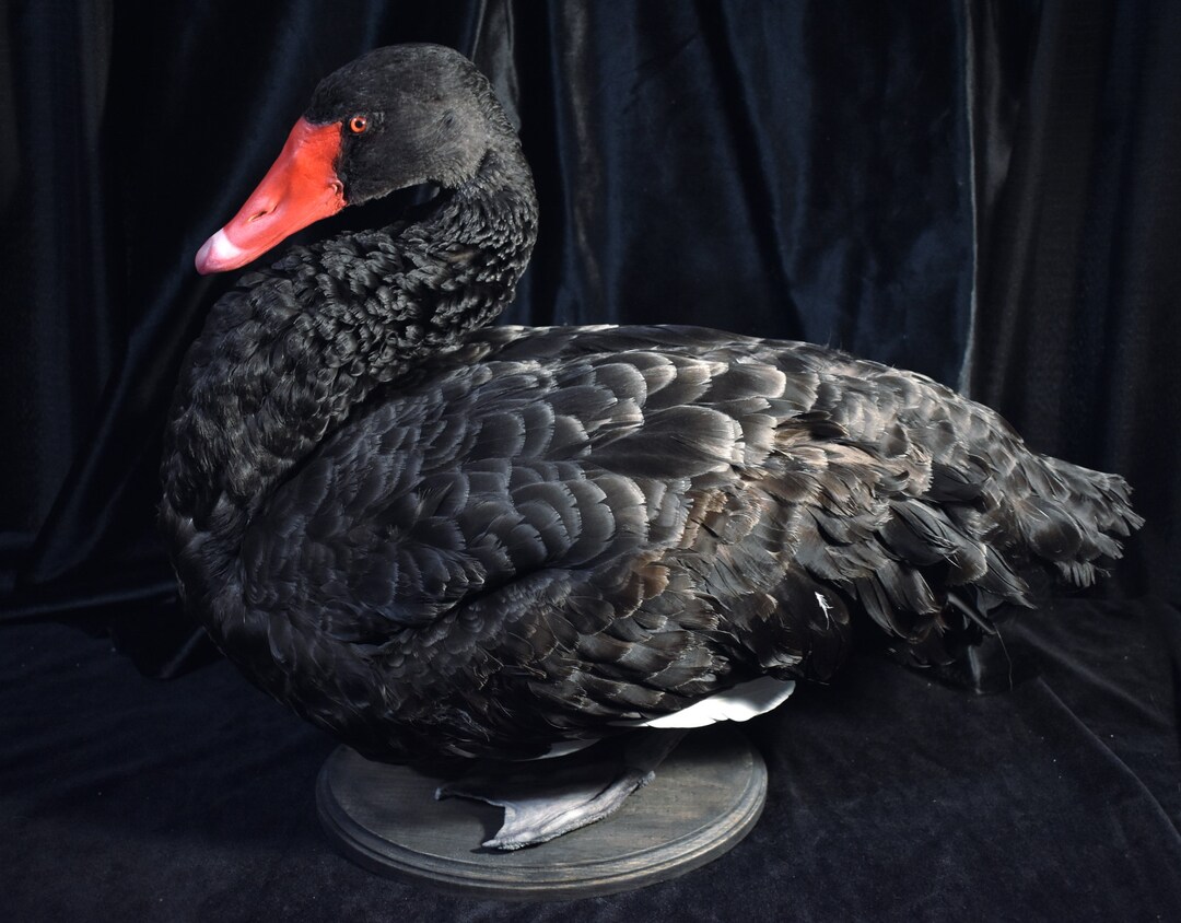Black Swan Taxidermy Juvenile Black Farm Swan Wooden Base Museum ...