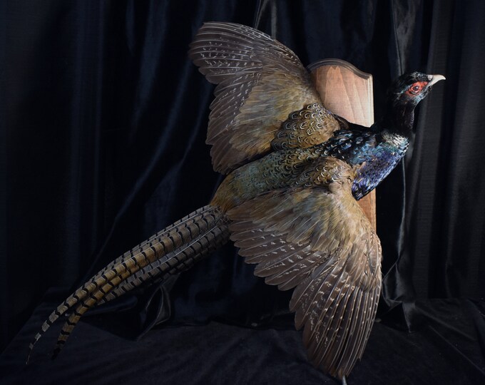 Melanistic Pheasant Flying Mount | Gorgeous Rare Melanistic Pheasant in Flying Position | Wooden ...