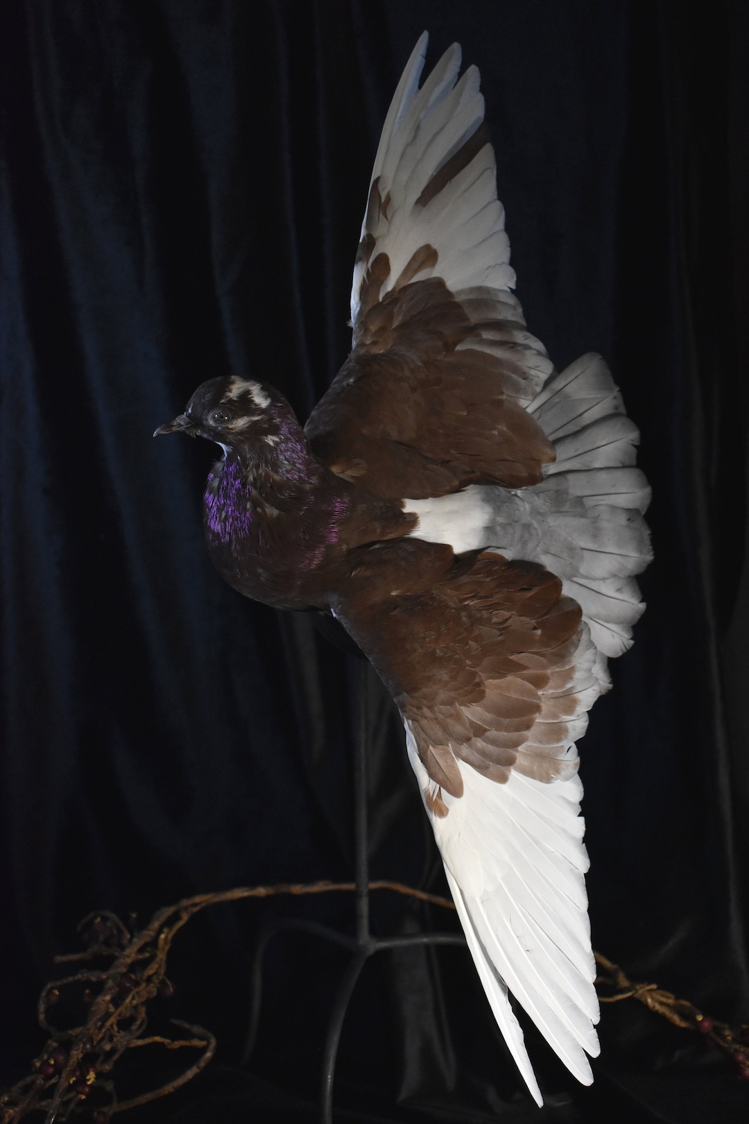 Brown and White Rock Dove Taxidermy & Shabby Chic Plaque Display ...