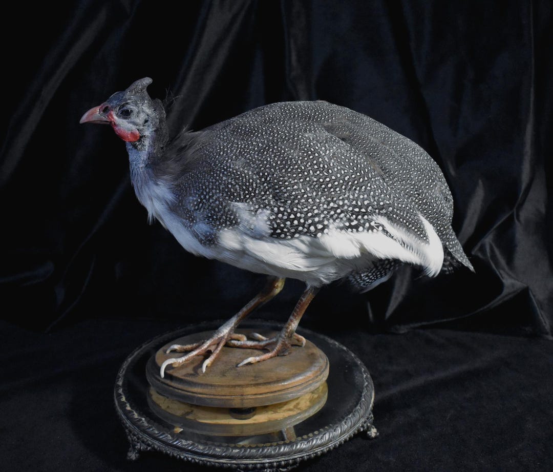 Real Pied Guinea Fowl Taxidermy Unique Bird Mounted on Wooden Pedestal ...