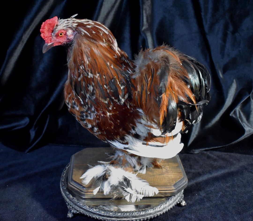 Spangled Orange Araucana Rooster Taxidermy | Large Fluffy Poultry ...