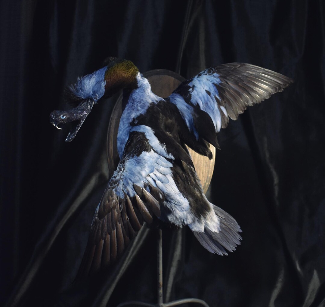 Chimera Taxidermy Unique Rogue Taxidermy W/ Fried Dried Snake Head and ...