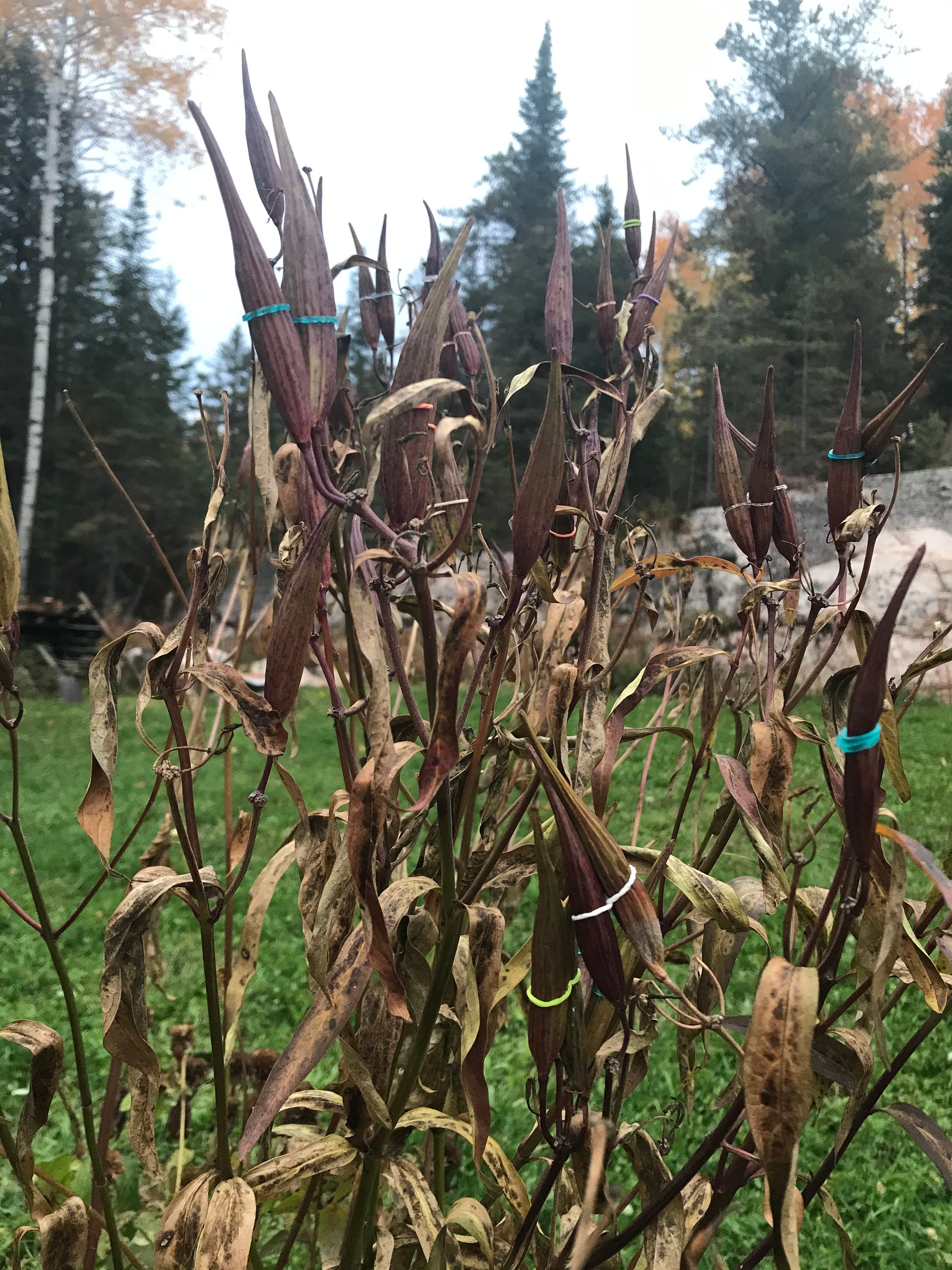 Swamp Milkweed Seeds | Etsy