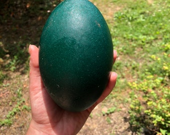 Emu Egg - Etsy
