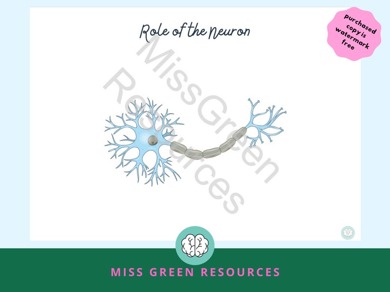 Unit 1-4 Learning Activities Label That Neuron - Etsy Australia