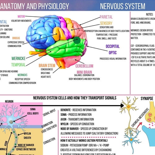 Nursing A&P Notes Anatomy and Physiology for Nursing - Etsy