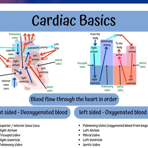 Nursing School Notes Medsurg Cardiac Blood Flow and Anatomy - Etsy