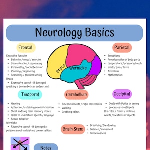 Nursing School Notes, Medsurg Neurology Basics, This Cheat Sheet Gives ...