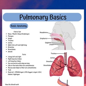 Nursing School Notes, Med Surg Pulmonary Basics, Pulmonary Anatomy ...