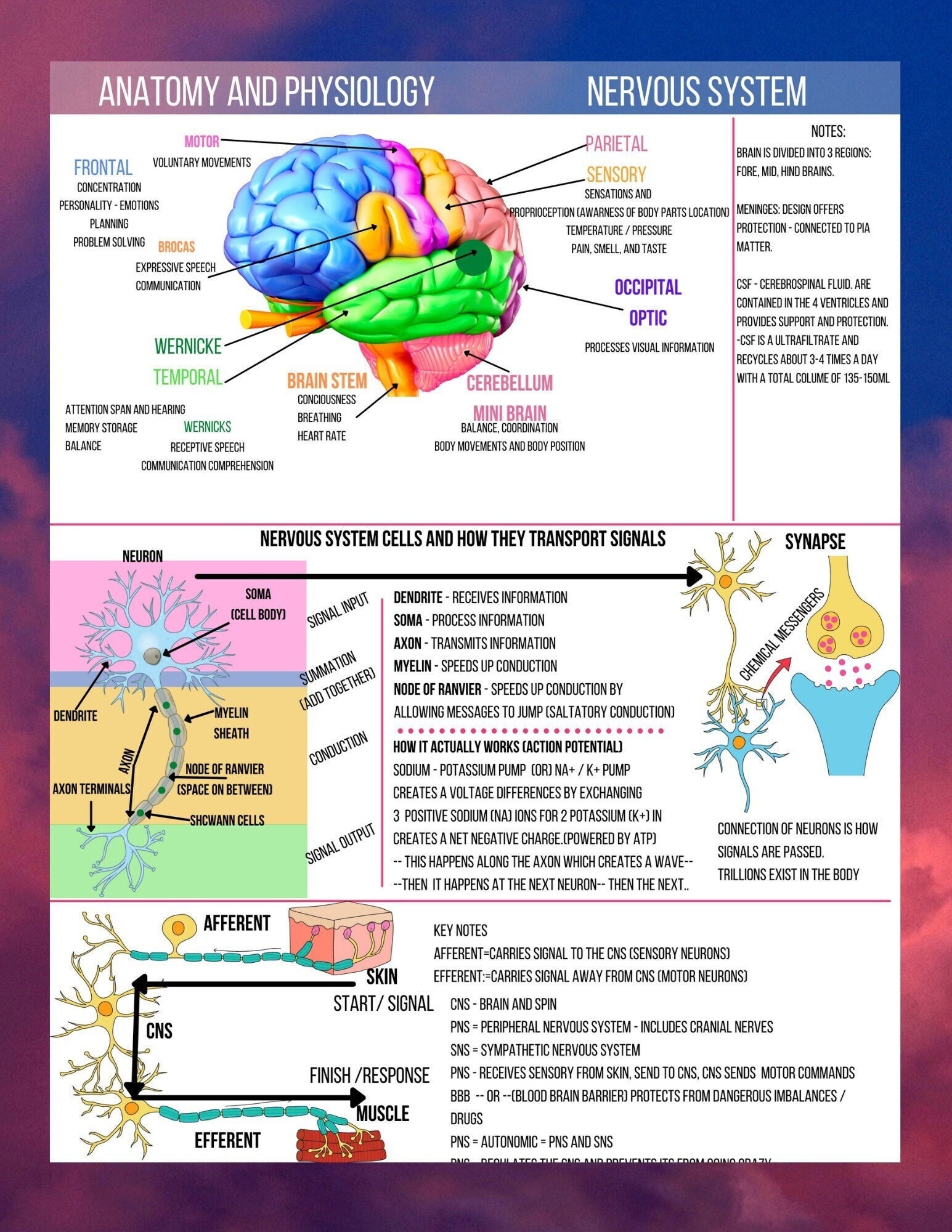 80 Pages Anatomy And Physiology Bundle Package Nurse Study Notes 