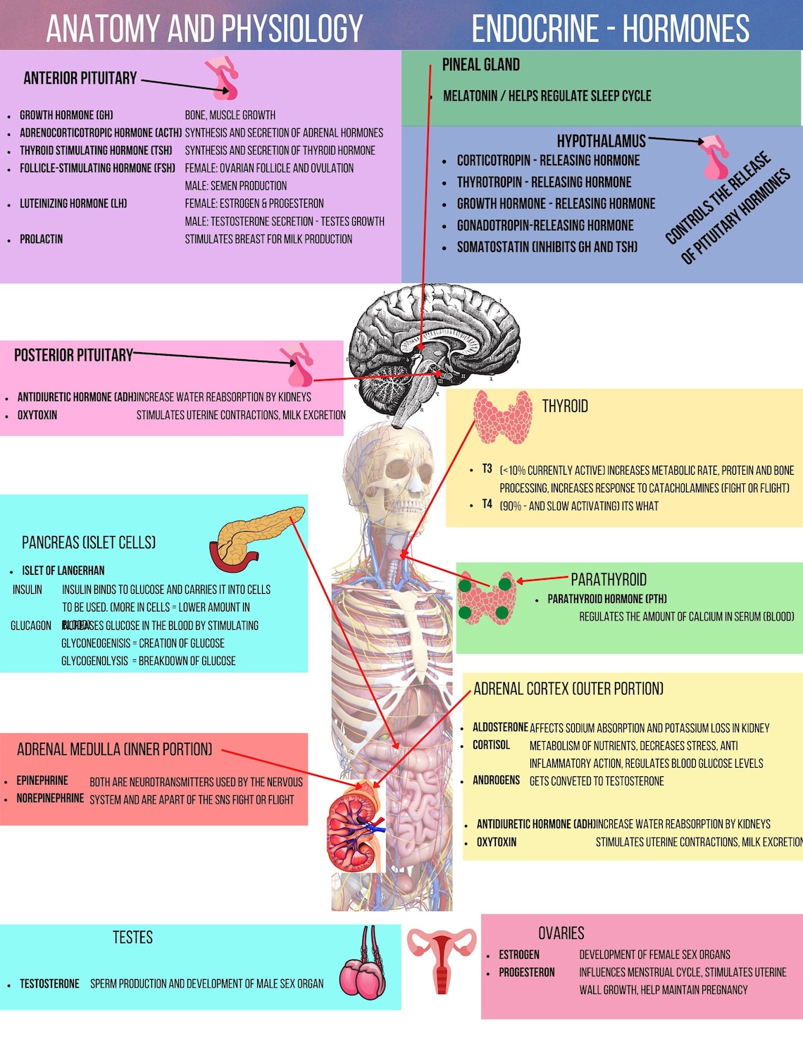 Nursing A&P Notes Anatomy and Physiology for Nursing - Etsy