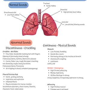 Nursing School Notes, Med Surg Pulmonary Basics, Pulmonary Anatomy ...