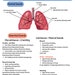 Nursing School Notes, Med Surg Pulmonary Basics, Pulmonary Anatomy ...