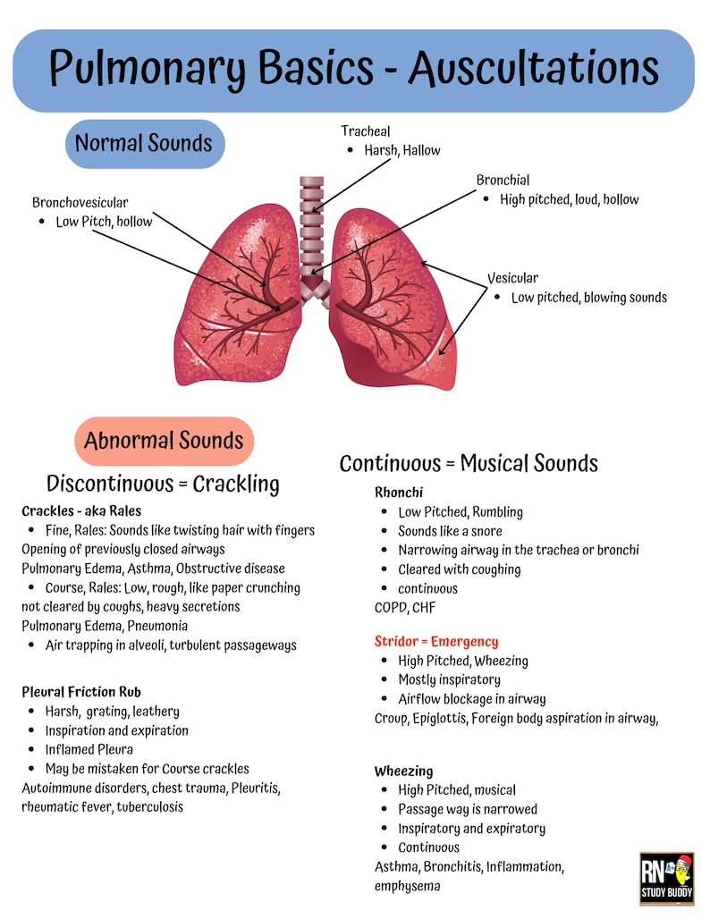 Nursing School Notes, Med Surg Pulmonary Basics, Pulmonary Anatomy ...