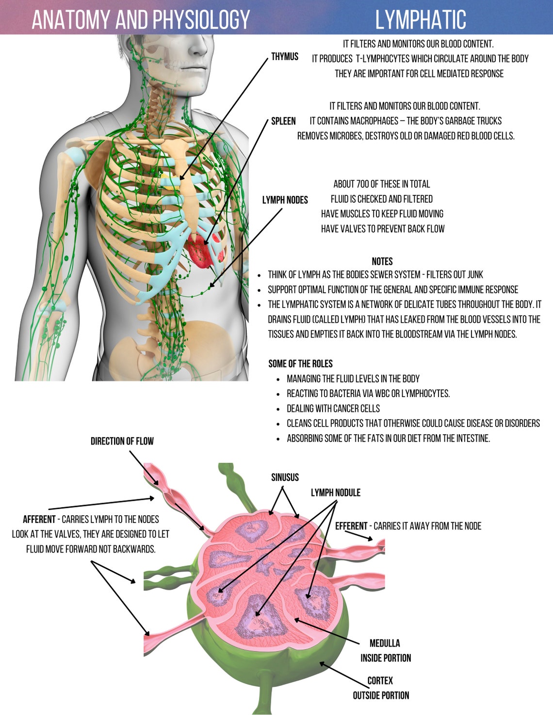 Nursing A&P Notes Anatomy and Physiology for Nursing - Etsy
