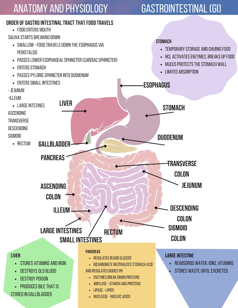 Nursing A&P Notes, Anatomy and Physiology for Nursing Students, Anatomy ...