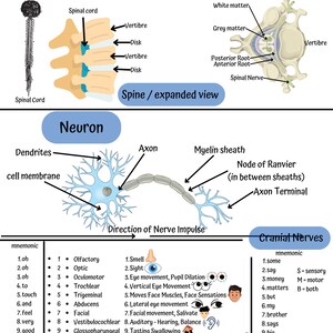 Nursing School Notes, Medsurg Neurology Basics, This Cheat Sheet Gives ...