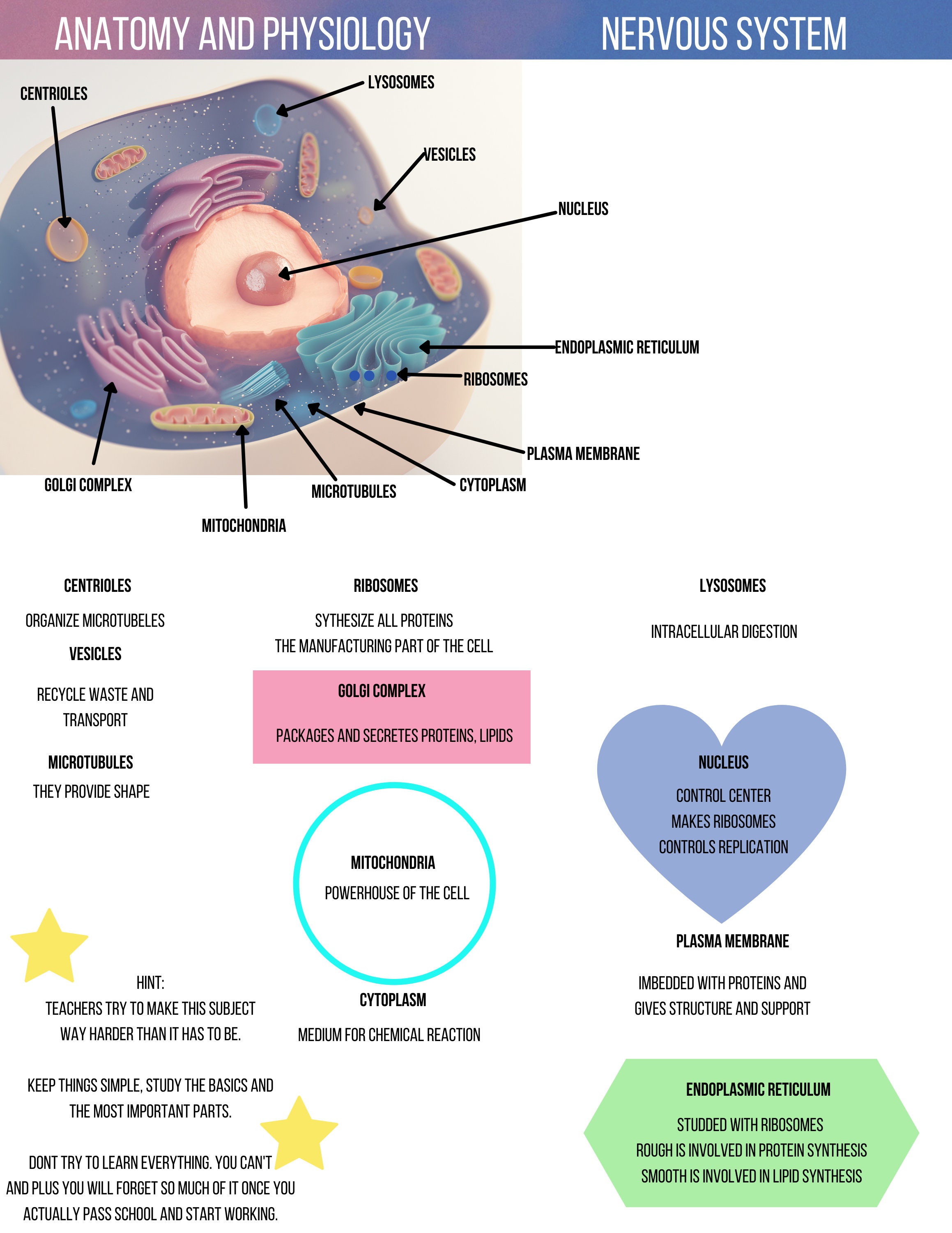 Nursing A&P Notes, Anatomy and Physiology for Nursing Students, Anatomy ...