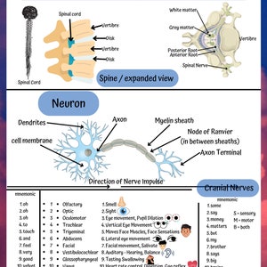 Neuro Medsurg Bundle. 20 Pages Easy Neurology Medsurg Nursing Notes and ...