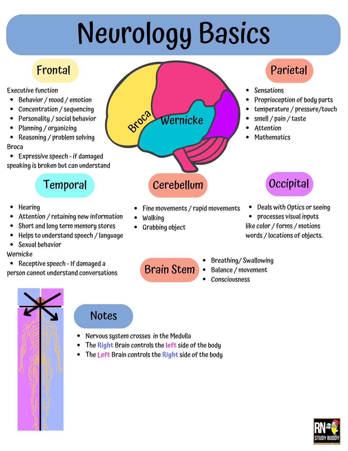 Nursing School Notes, Medsurg Neurology Basics, This Cheat Sheet Gives ...