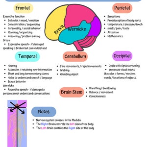 Nursing School Notes, Medsurg Neurology Basics, This Cheat Sheet Gives ...