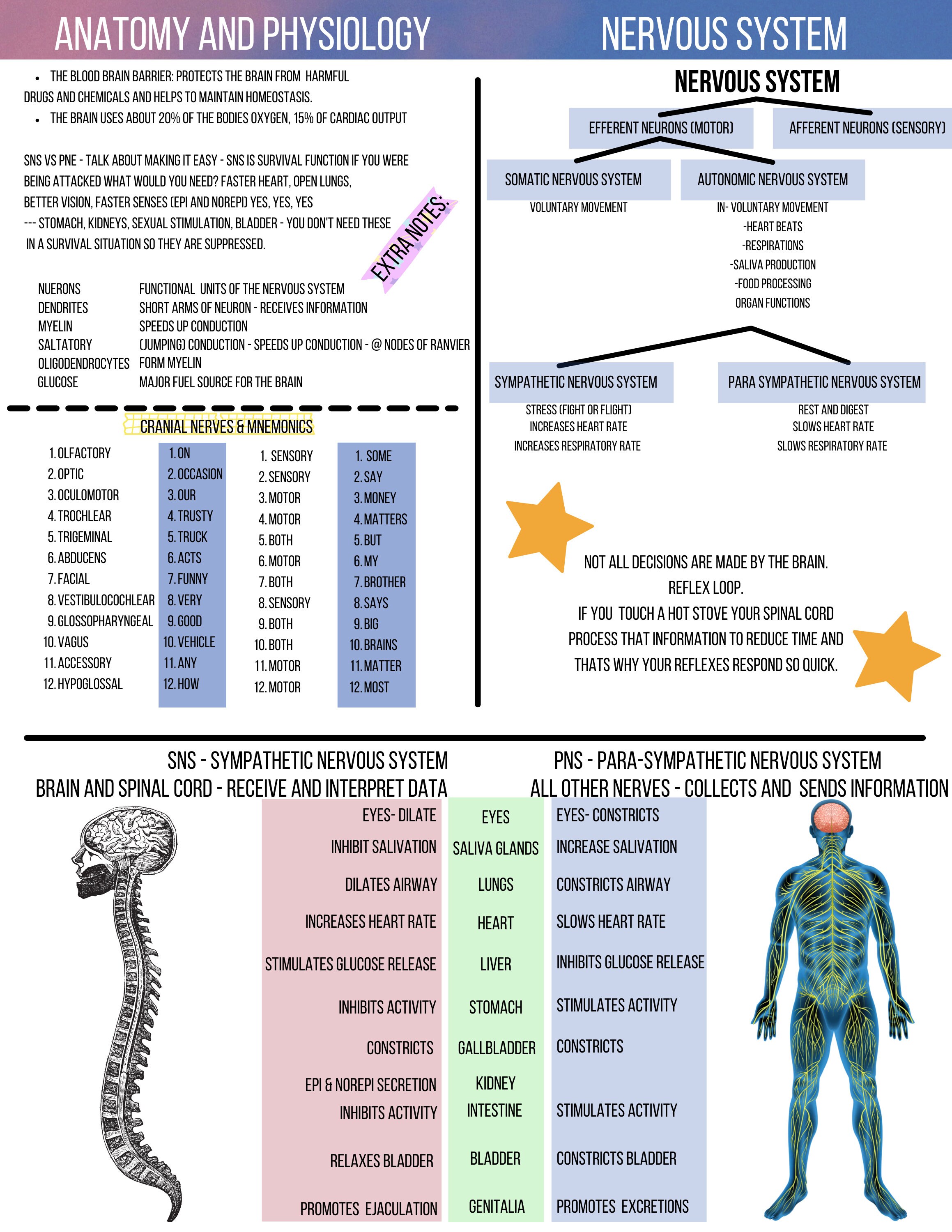 Nursing A&P Notes, Anatomy and Physiology for Nursing Students, Anatomy ...