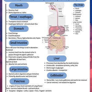 Nursing School GI Bundle Gastrointestinal . 21 Pages of GI Nursing ...
