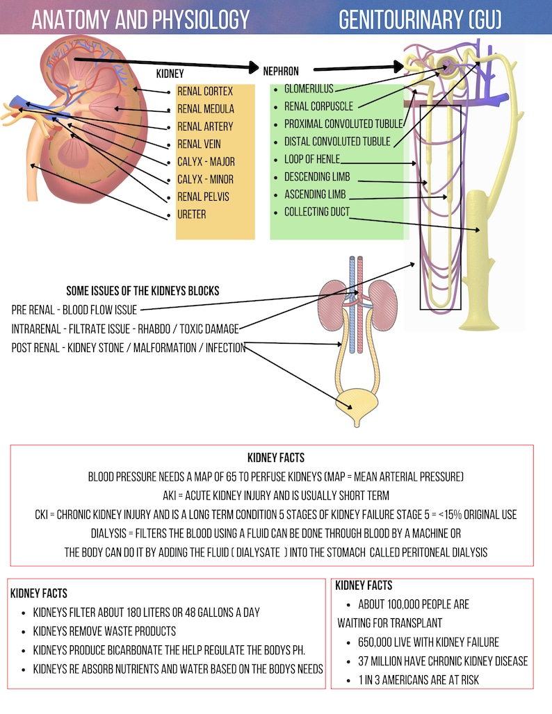 Nursing A&P Notes Anatomy and Physiology for Nursing - Etsy Nursing A&P Notes Anatomy and Physiology for Nursing - Etsy