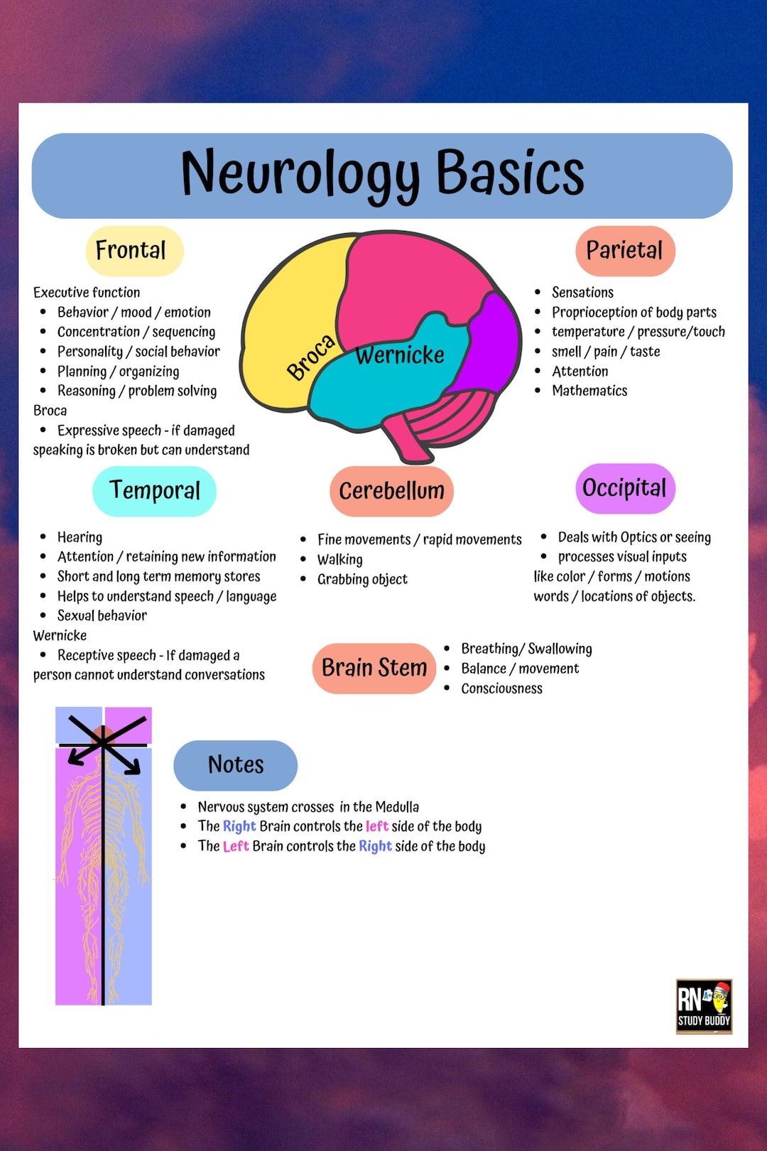 Nursing School Notes, Medsurg Neurology Basics, This Cheat Sheet Gives ...