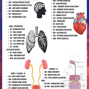 RN Nursing Student Fundamentals Key Words and Abbreviations Made Easy ...