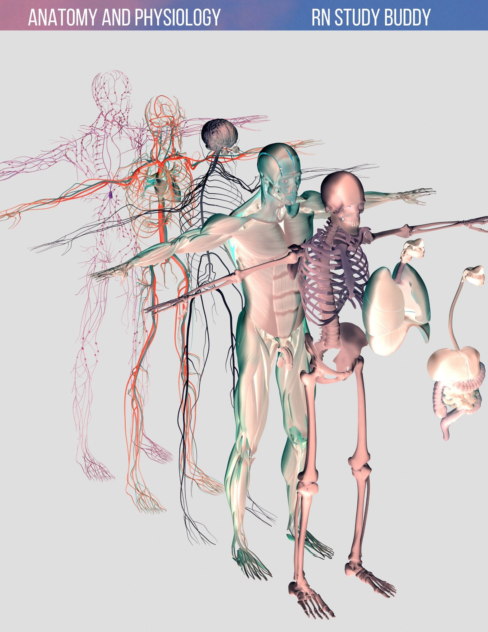 Nursing A&P Notes, Anatomy and Physiology for Nursing Students, Anatomy ...