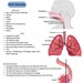 Nursing School Notes, Med Surg Pulmonary Basics, Pulmonary Anatomy ...