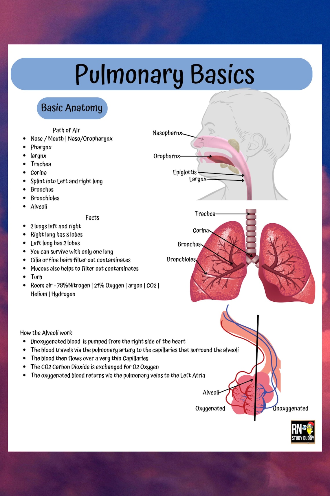 Nursing School Notes, Med Surg Pulmonary Basics, Pulmonary Anatomy ...