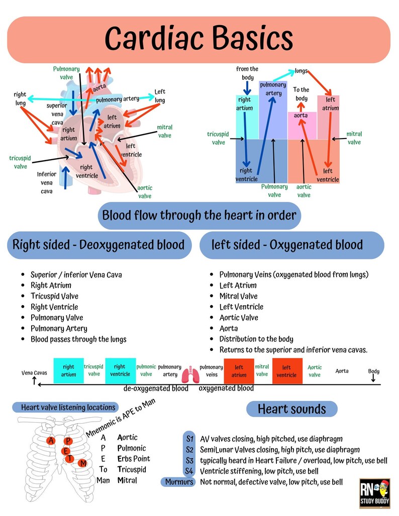 Nursing School Notes, Medsurg Cardiac Blood Flow and Anatomy Made Easy ...