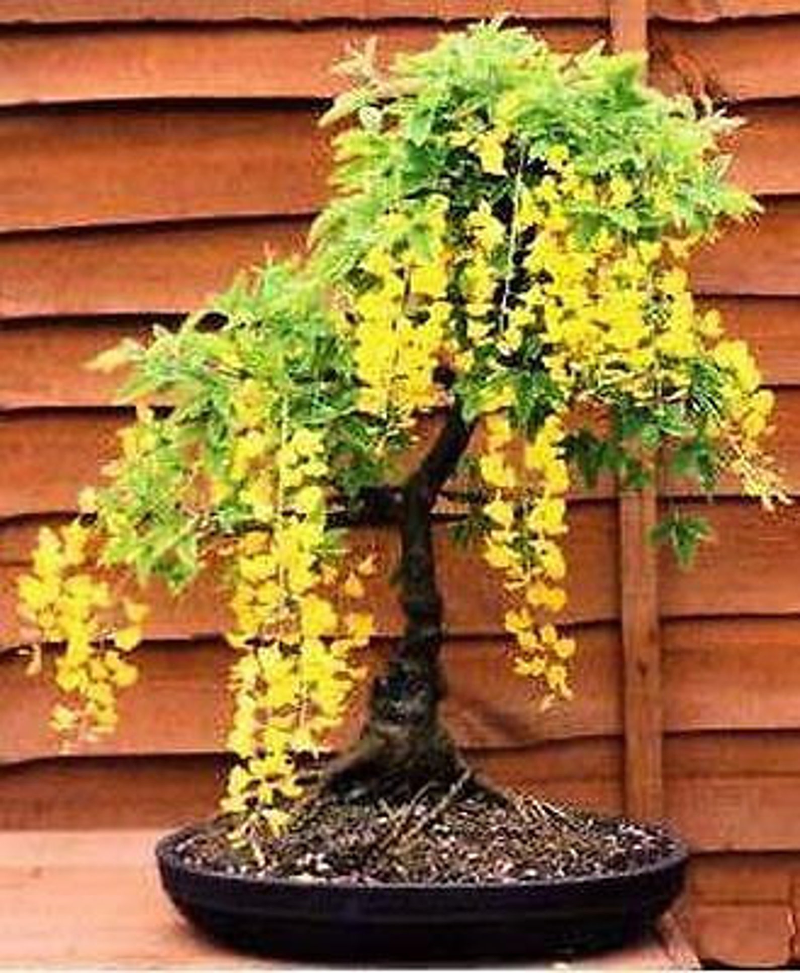 Golden Shower Tree Cassia fistula 20 Seeds for bonsai home | Etsy