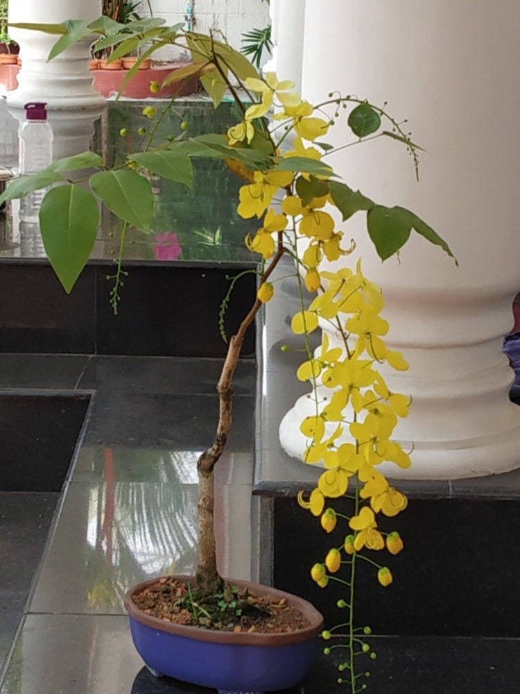 Golden Shower Tree Cassia fistula 20 Seeds for bonsai home | Etsy