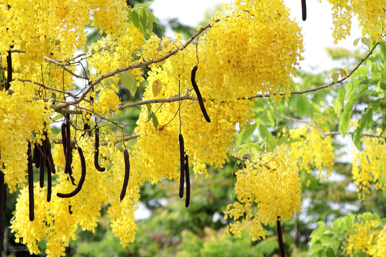 Golden Shower Tree Cassia fistula 20 Seeds for bonsai home | Etsy