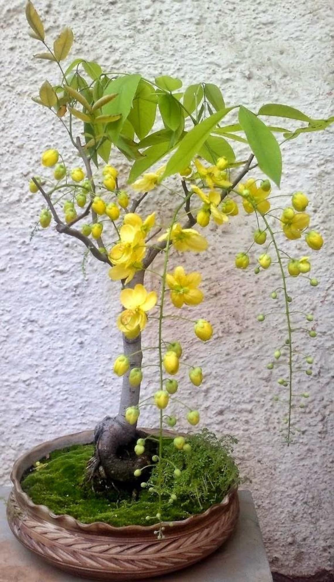 Golden Shower Tree Cassia fistula 20 Seeds for bonsai home | Etsy