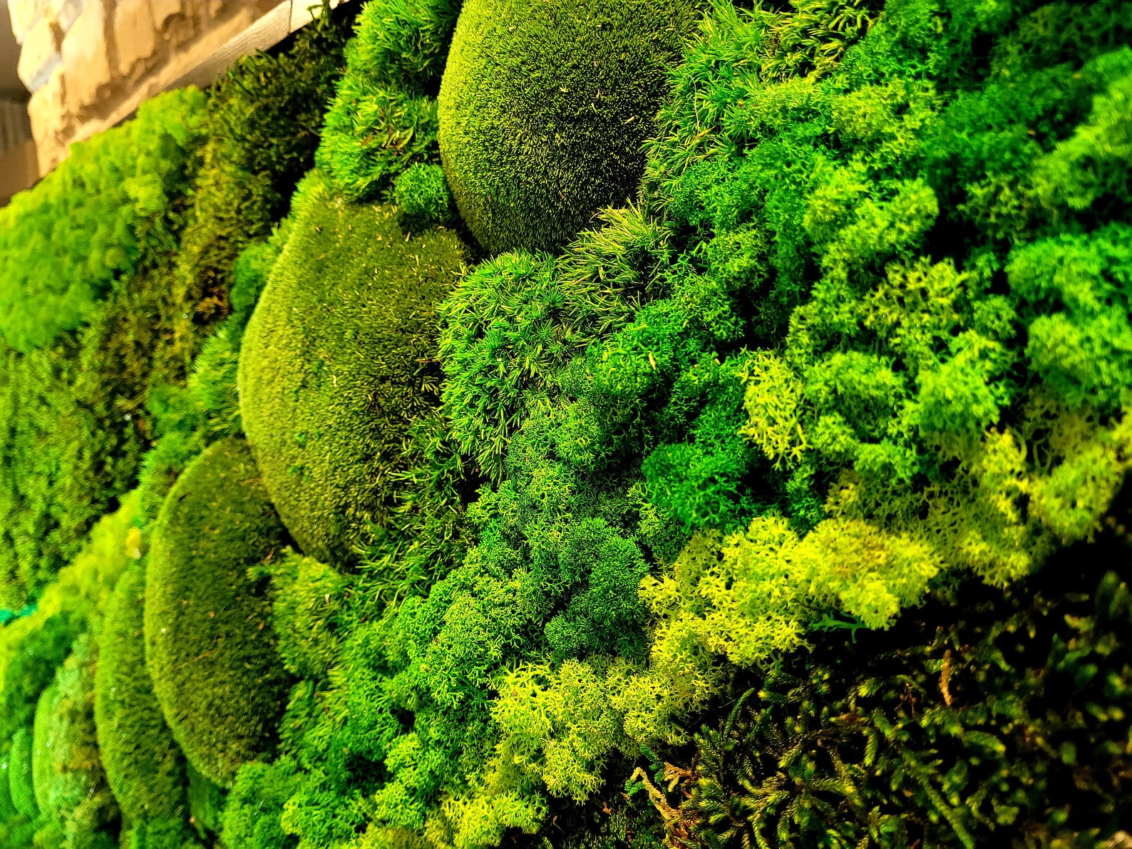Moss Wall Art. Moss Wall. Greenwall. Moss Frame. Preserved | Etsy