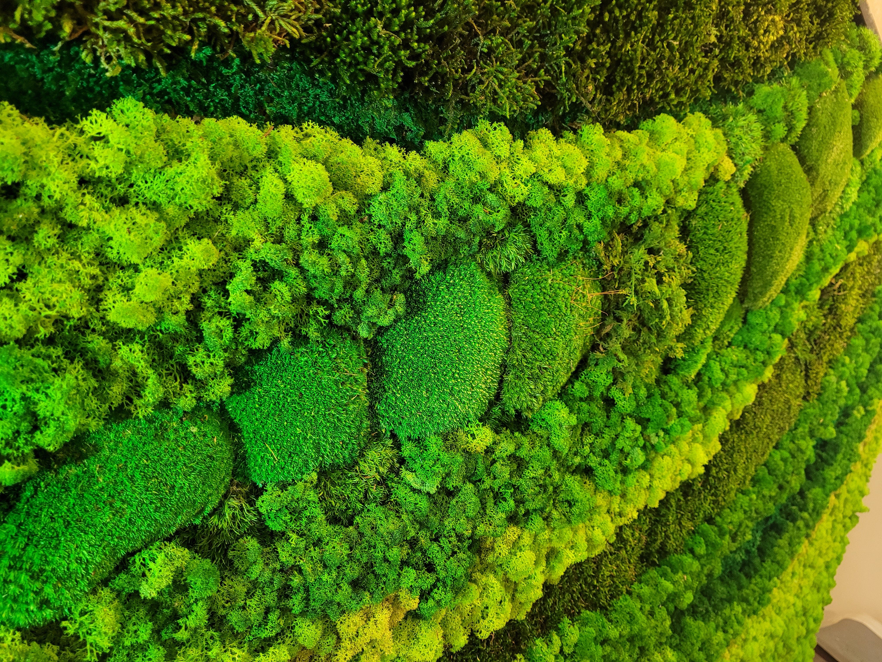 Preserved Moss Wall Art: Wood Frame, Natural Home Decor - Etsy