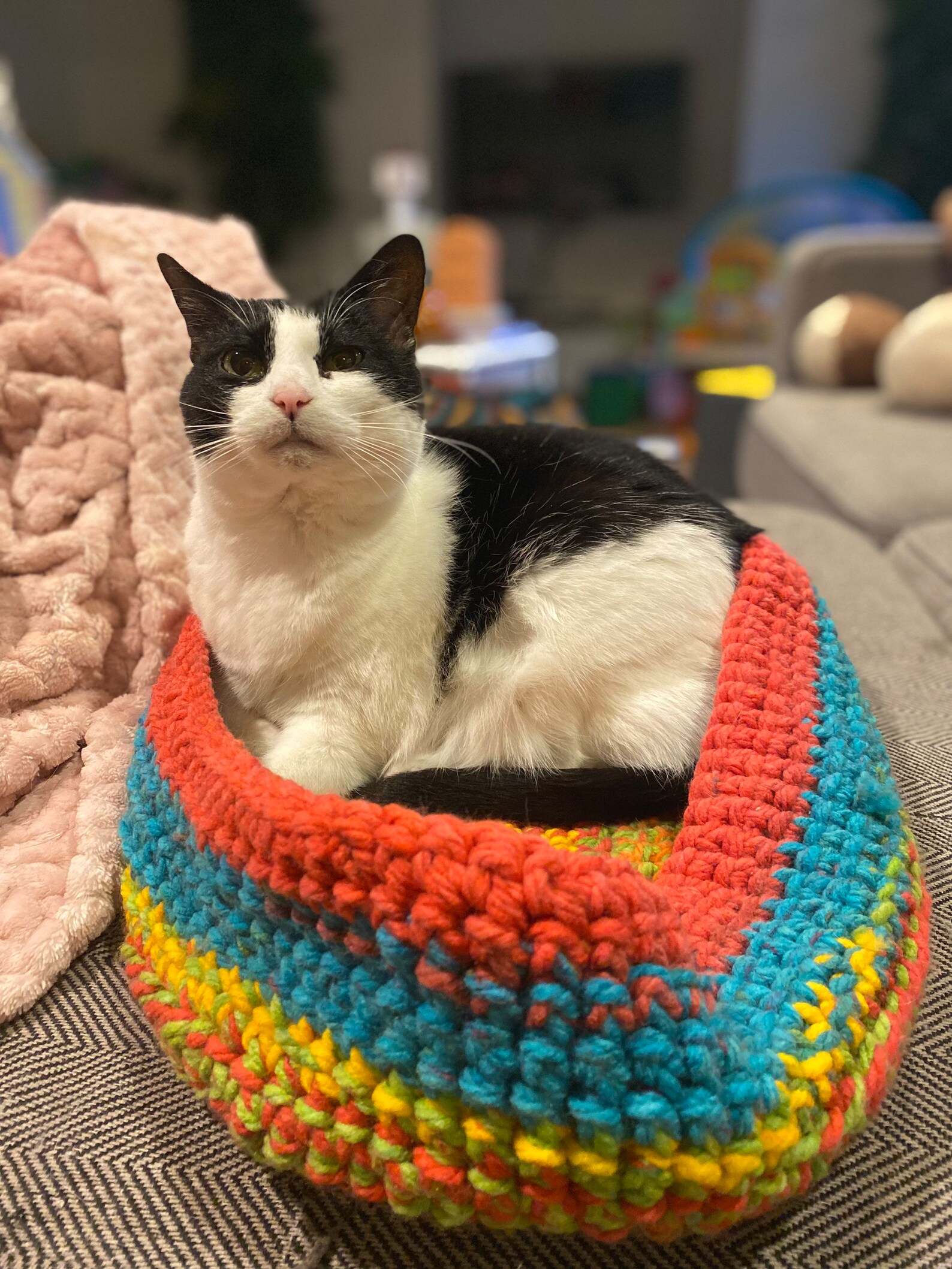 Appleton Kitten Basket - Etsy