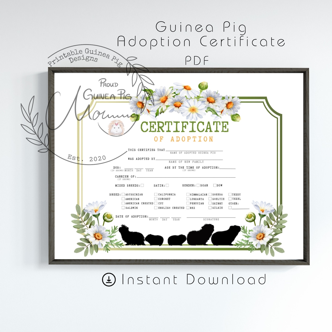 Guinea Pig Adoption Certificate | Cavie Adoption Certificate | Guinea ...