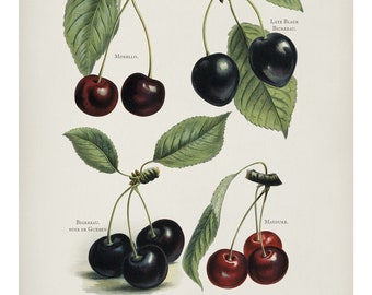 Cherry Tree Poster - Etsy UK